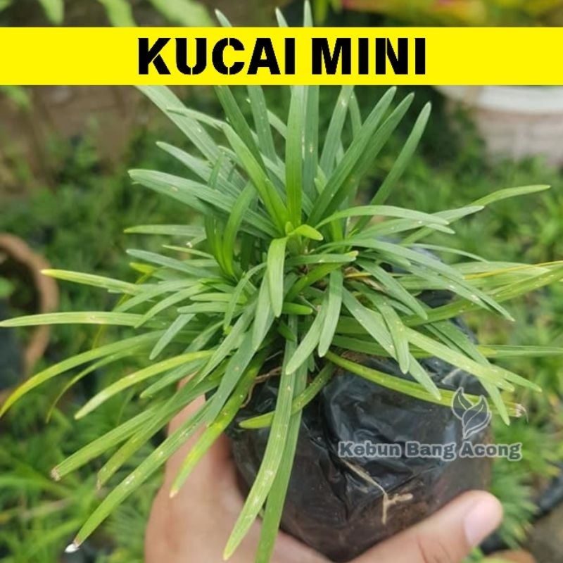 Jual Paket 10 Tanaman Hias Kucai Mini Rumput Kucai Mini Untuk Landscape ...