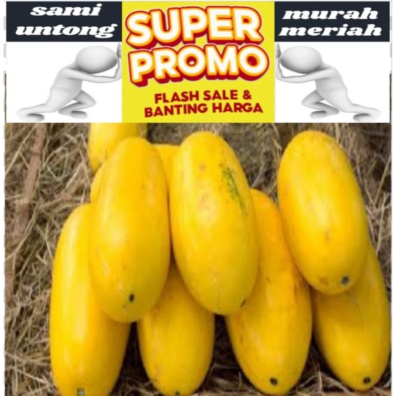 Jual SUPER PROMO!!! 200 BENIH TIMUN SURI GOLDEN SURINA BENIH TERBAIK ...