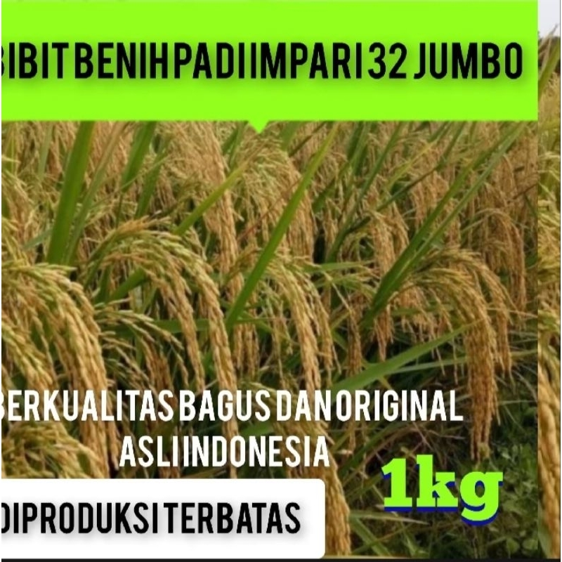 Jual Benih padi INPARI 32 JUMBO KEMASAN 1KG | Shopee Indonesia