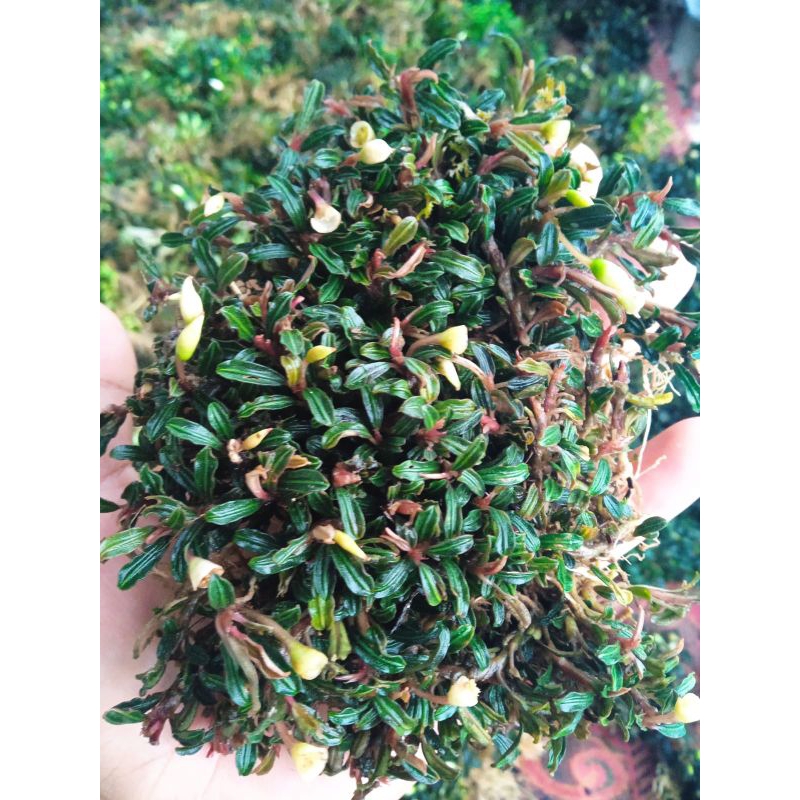 Jual buce phantom langka | Shopee Indonesia
