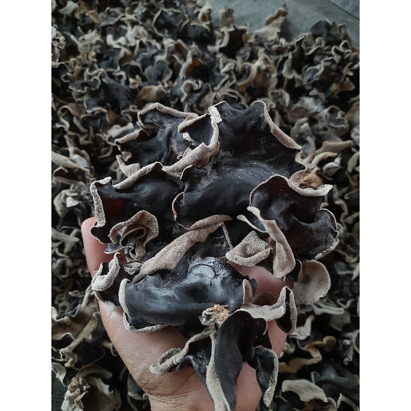 Jual Jamur kuping kering besar/mushroom/black fungus 500gr | Shopee ...