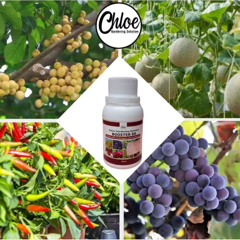 Jual Pupuk BOOSTER 88 Buah Kemasan 100 ML Pelebat Buah Merangsang Buah ...