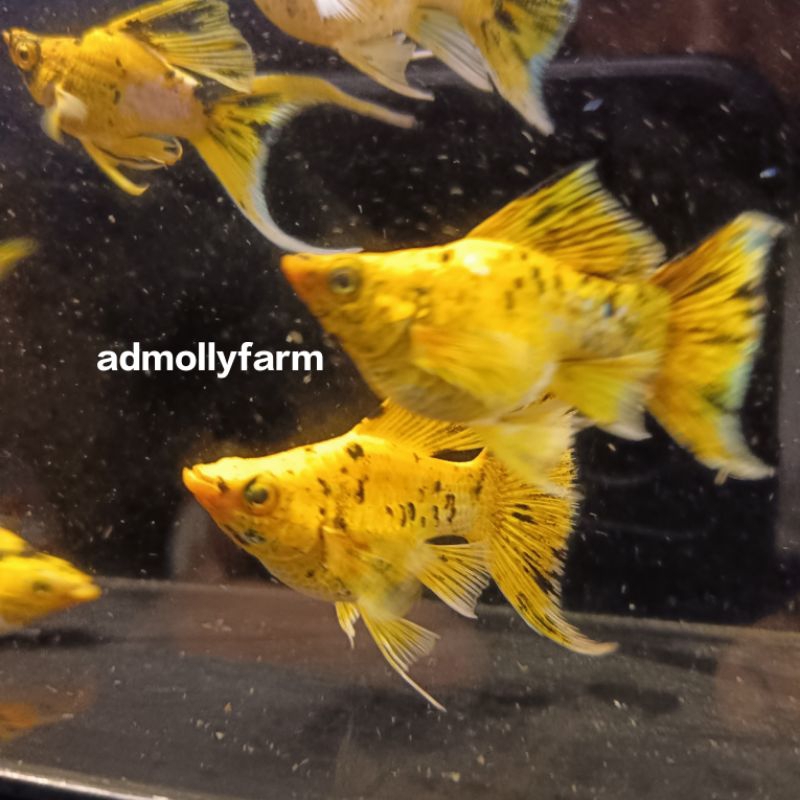 Jual molly golden leopard lyretail full color 1 pair ornament akuarium ...