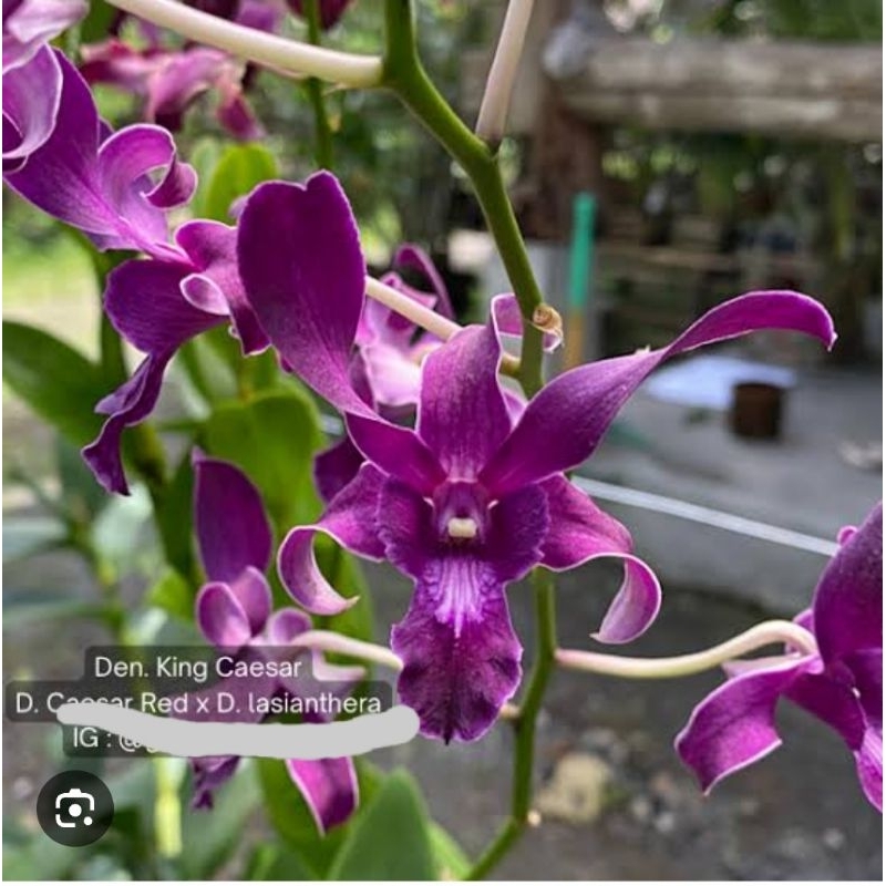 Jual Anggrek Dendrobium king caesar | Shopee Indonesia