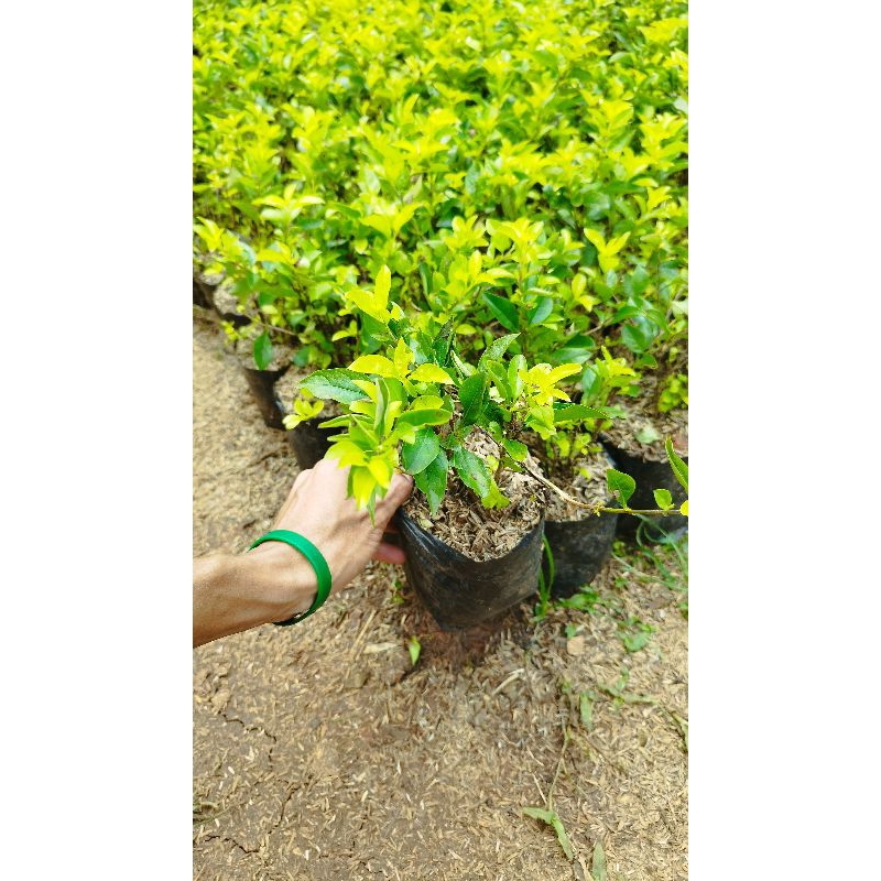 Jual Tanaman Hias Pangkas Kuning - Tanaman Pagar Pangkas Kuning - Pohon ...