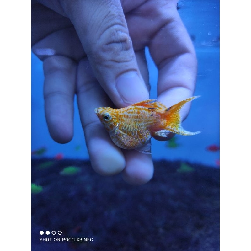 Jual IKAN MOLLY GOLD CAGAK SIZE L | Shopee Indonesia