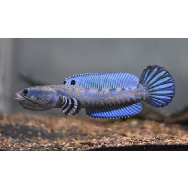 Jual Cana pulcra ukuran 7-8 cm. | Shopee Indonesia