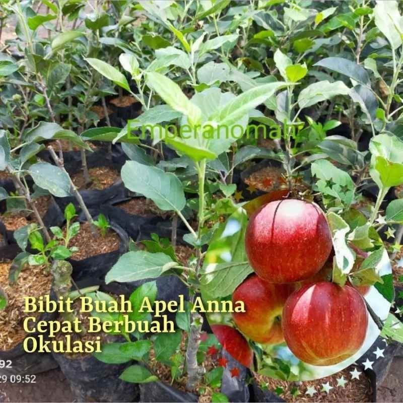 Jual Bibit Apel merah hasil okulasi | Shopee Indonesia