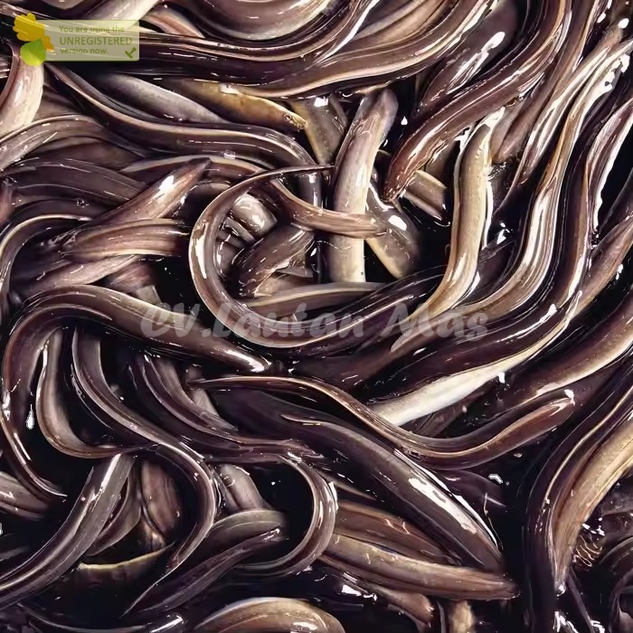 Jual Ikan Belut Hidup Live Ikan Belut Segar 1Kg | Shopee Indonesia