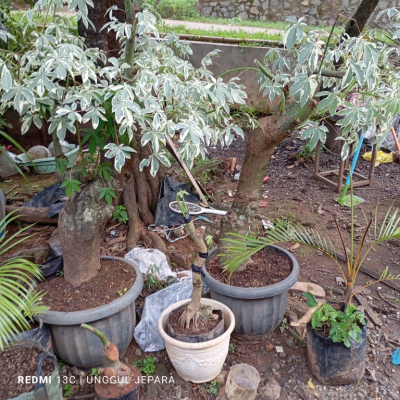 Jual BONSAI RANDU VARIEGATA | Shopee Indonesia