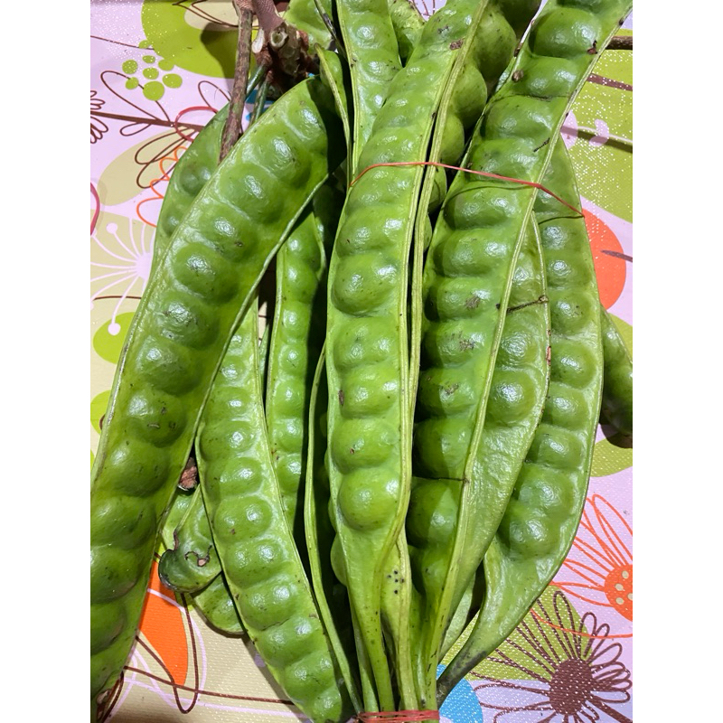 Jual pete tua 1 lonjor | Shopee Indonesia