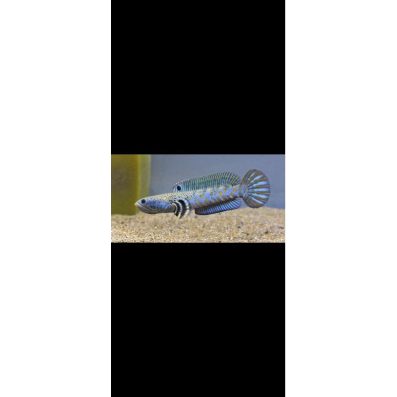 Jual channa blue pulchra ukuran 10-12cm ikan sortiran dan terbaik untuk ...