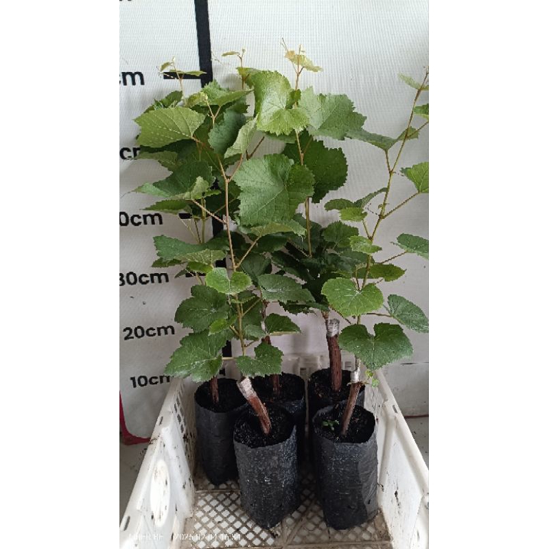 Jual bibit anggur impor 60-70cm hasil grafting bisa milih jenis sebelum ...