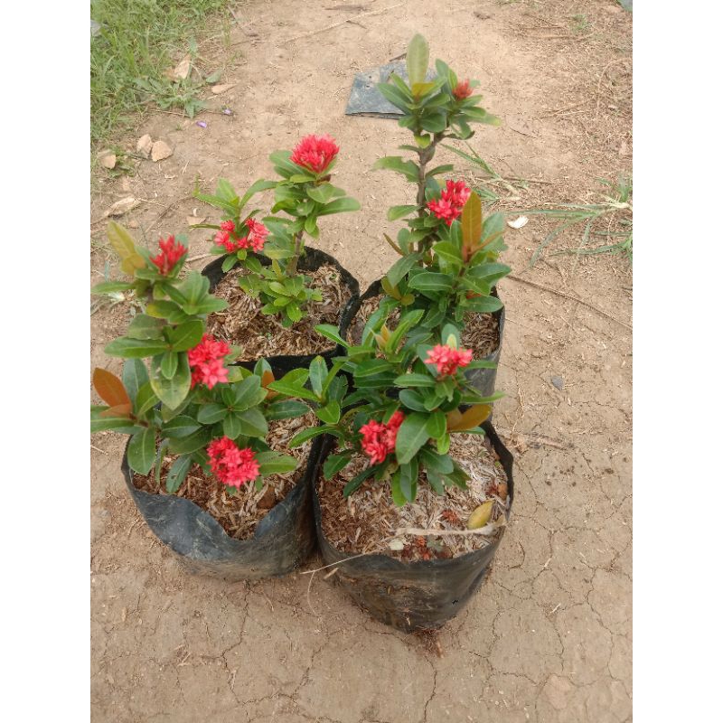 Jual bibit bunga Asoka mini merah beli(4)bonus(4)bibit Asoka mini ...