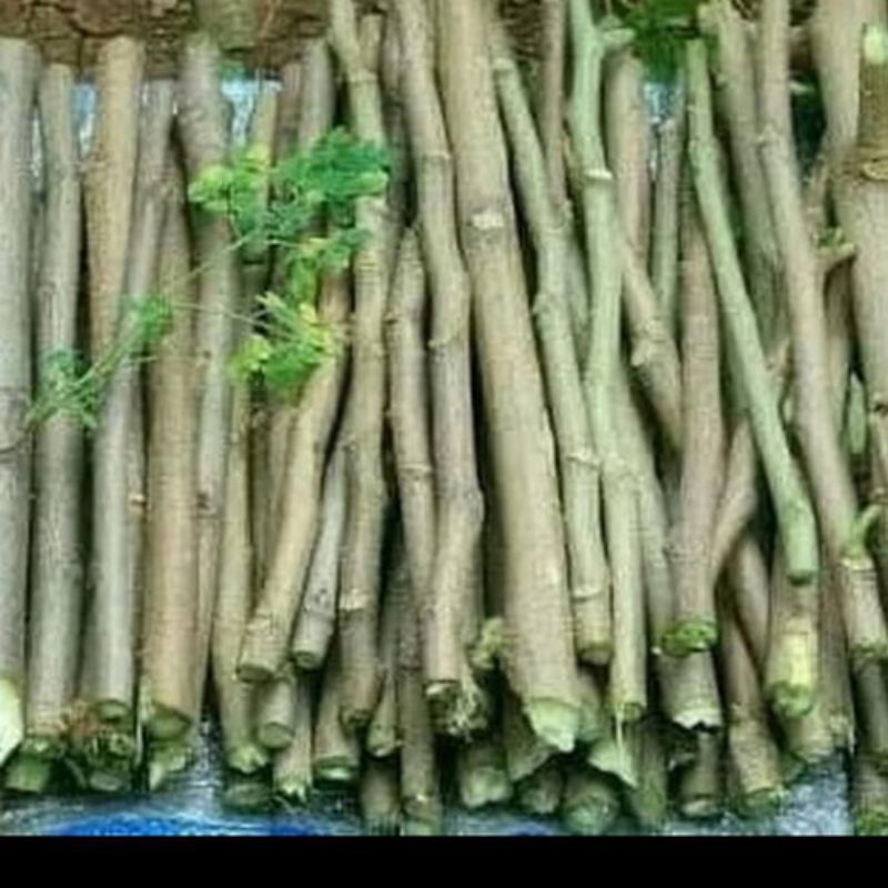 Jual Bibit Stek Kelor / Stek Kelor / Bibit Kelor / Kelor | Shopee Indonesia