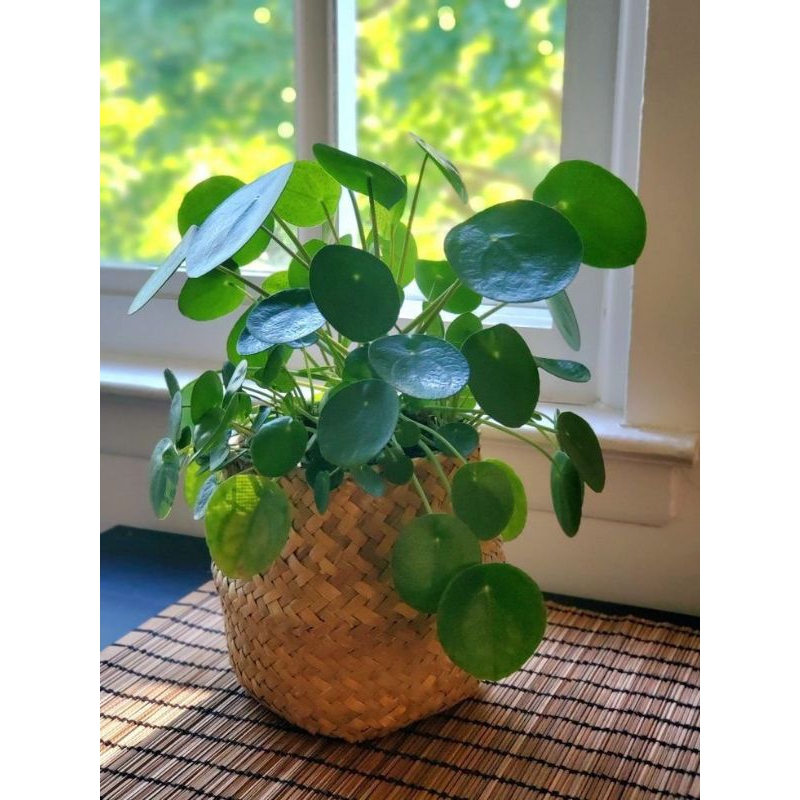 Jual Bibit Tanaman Hias Chinese Money Plant | Shopee Indonesia