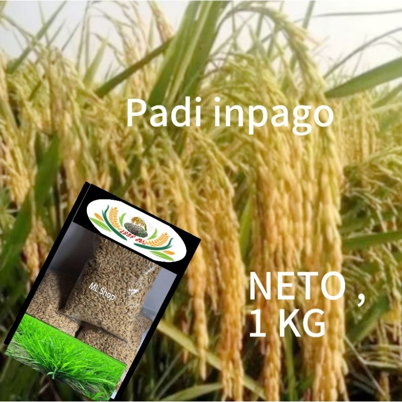 Jual Bibit padi inpago lokal beras putih 1 kg | Shopee Indonesia