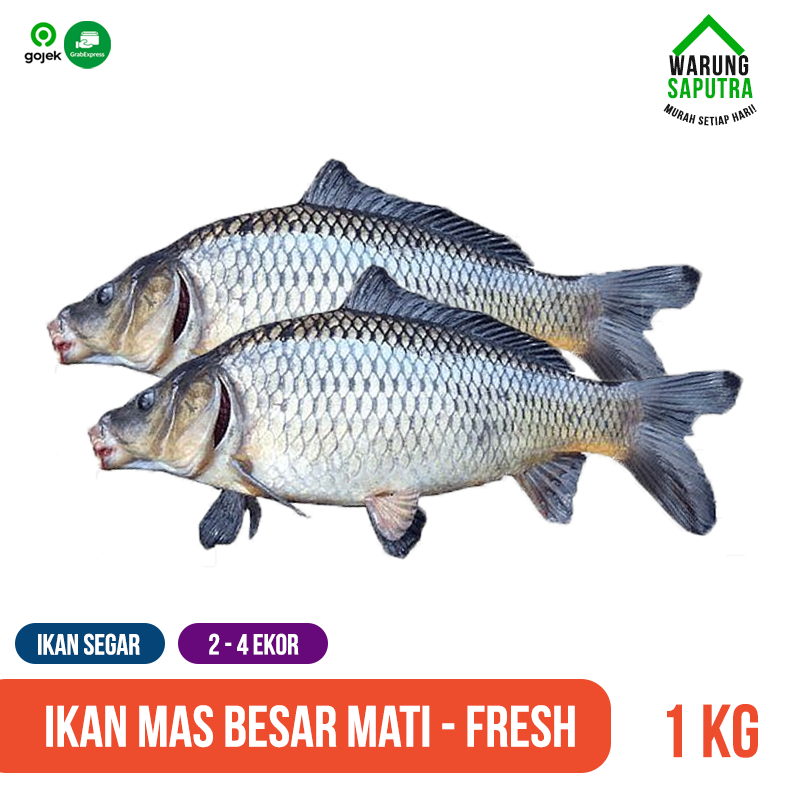 Jual Ikan Mas Subang Besar Segar 1 kg | Shopee Indonesia