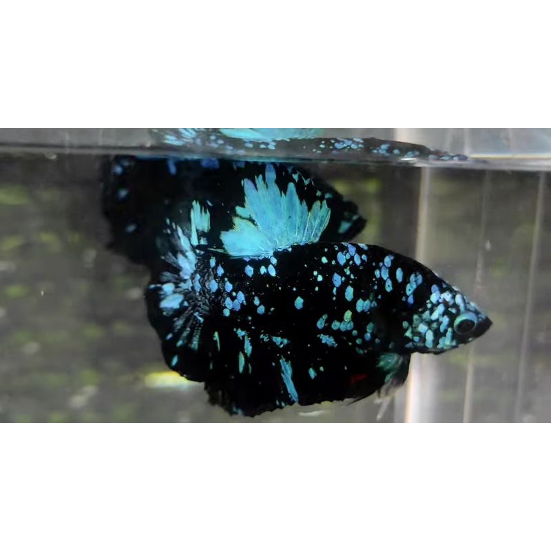 Jual bahan avatar gordon | Shopee Indonesia