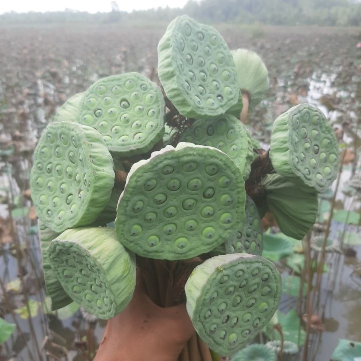 Jual (250 Gram) Biji Bunga Lotus - Lotus seed fresh | Shopee Indonesia