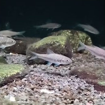 Jual mahseer neo heter 8 cm | Shopee Indonesia