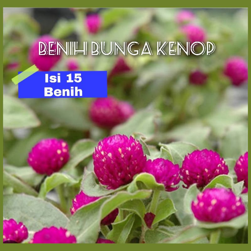 Jual Benih Bunga Kenop Mix Colour (15 benih) | Shopee Indonesia