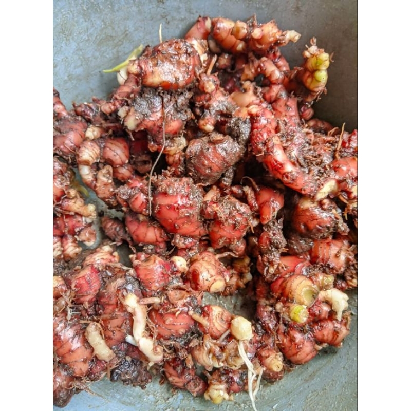 Jual Jahe Merah Super Segar Bersih dan Alami 150 Gram | Shopee Indonesia