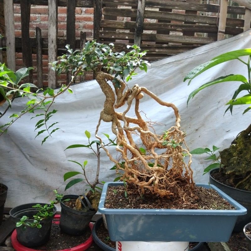 Jual bonsai sakura micro | Shopee Indonesia