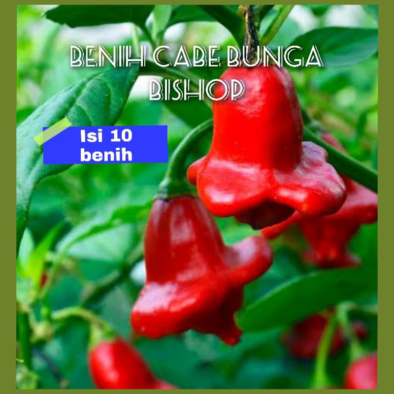 Jual Benih Cabe Bishop Bentuk Bunga (10 benih) | Shopee Indonesia