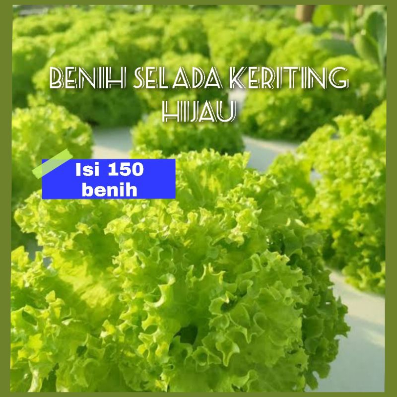Jual Benih Selada Keriting Hijau Unggul (150 benih) | Shopee Indonesia