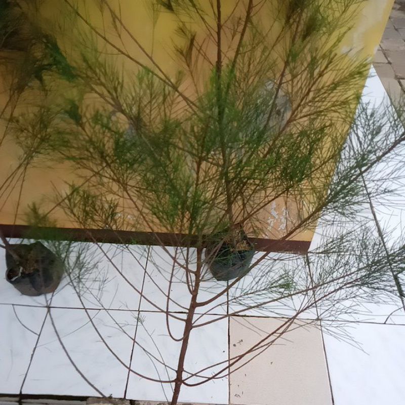 Jual Bibit Cemara Udang Bahan BonsaiTinggi 70 cm | Shopee Indonesia