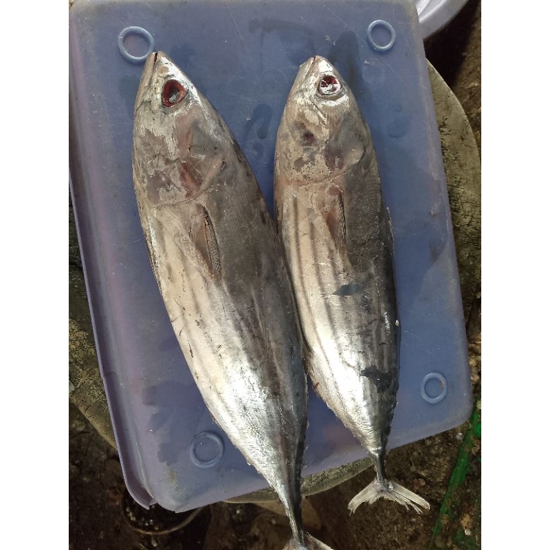 Jual ikan basah ikan tongkol | Shopee Indonesia