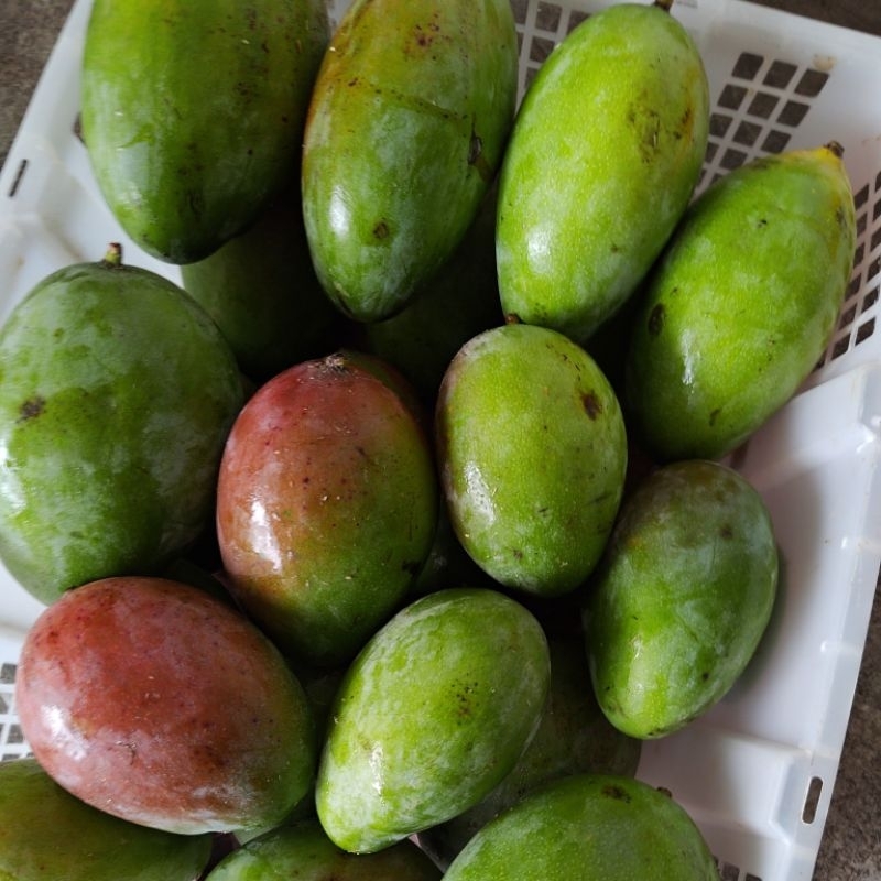 Jual MANGGA BRAZIL 1KG | Shopee Indonesia
