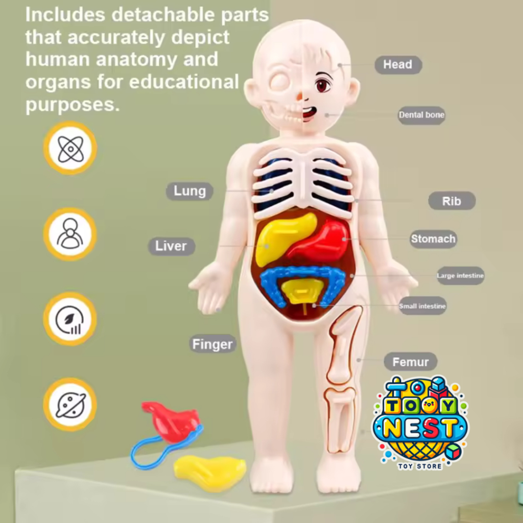 Jual HUMAN BODY ANATOMY MODEL - MAINAN DOKTER - HUMAN ORGANS - Mainan ...