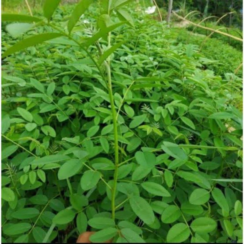 Jual 200 biji bibit benih rumput indigofera untuk pakan ternak | Shopee ...