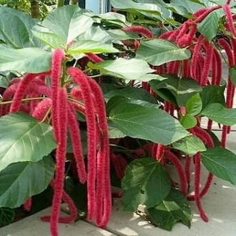 Jual Tanaman Bunga Ekor Kucing / Red-hot Cat Tail dan Philippine medusa ...