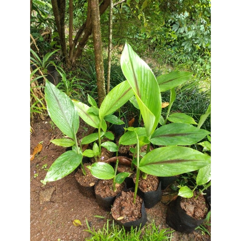 Jual tanaman herbal temu ireng atau temu hitam | Shopee Indonesia