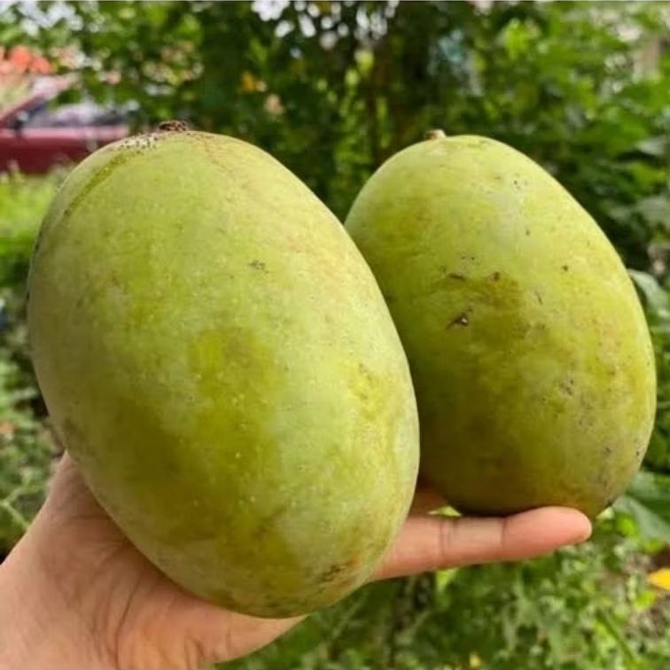 Jual bibit mangga kweni madu/ kuini original | Shopee Indonesia