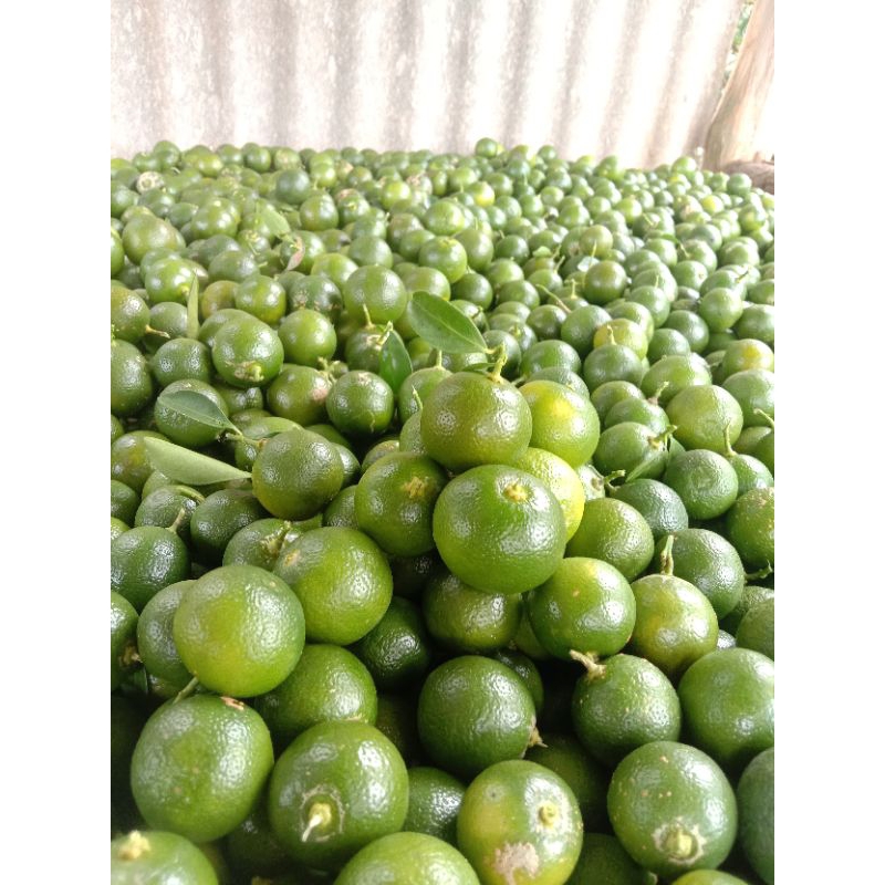 Jual jeruk peras 1kg jeruk kasturi jeruk Sunkist kecil&sedang | Shopee ...