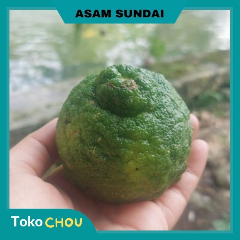 Jual Asam Sundai / Asam Sunde / Limau Sundai / Asam Jungga Per Buah ...