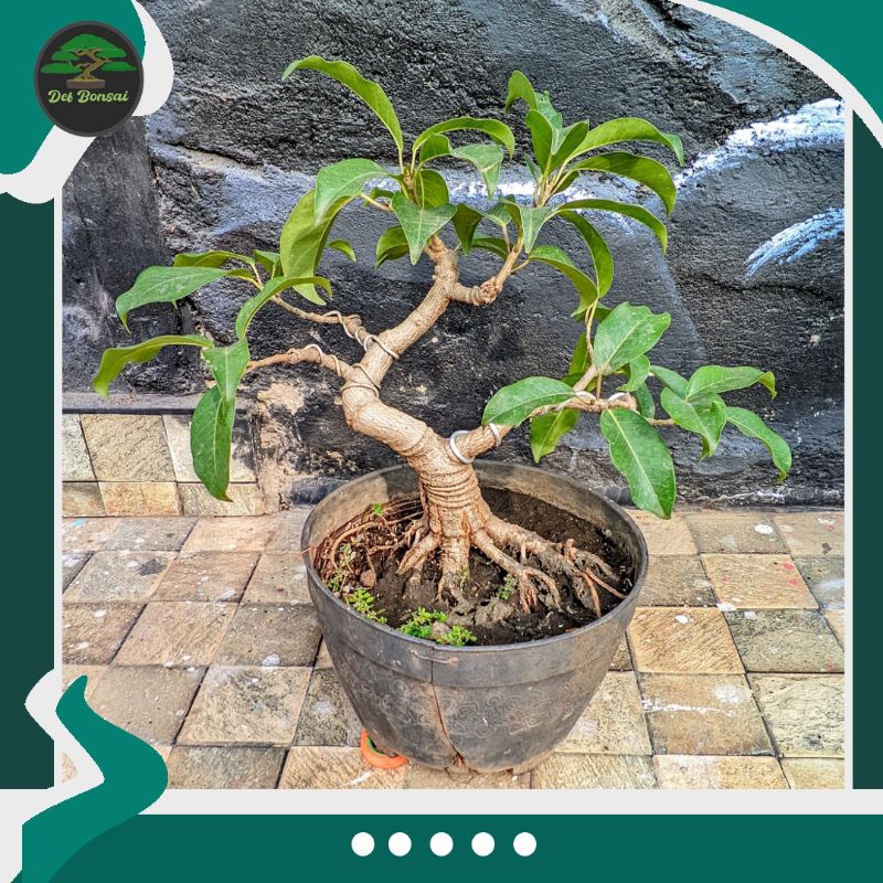 Jual Bonsai Bunut ( bakalan ) | Shopee Indonesia
