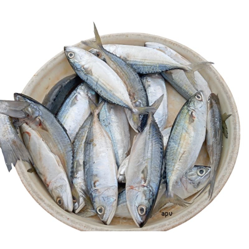 Jual ikan kembung/banyar/lema/tatare segar fresh | Shopee Indonesia