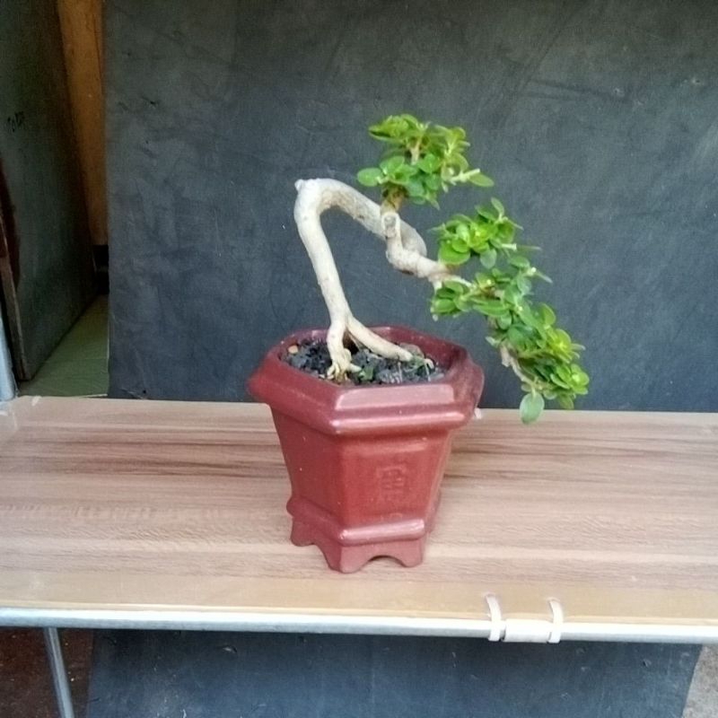 Jual bonsai mini sancang | Shopee Indonesia