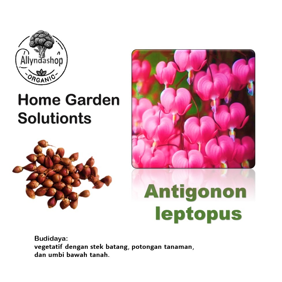 Jual Bibit Benih Bunga Air Mata Pengantin Antigonon leptopus | Shopee ...