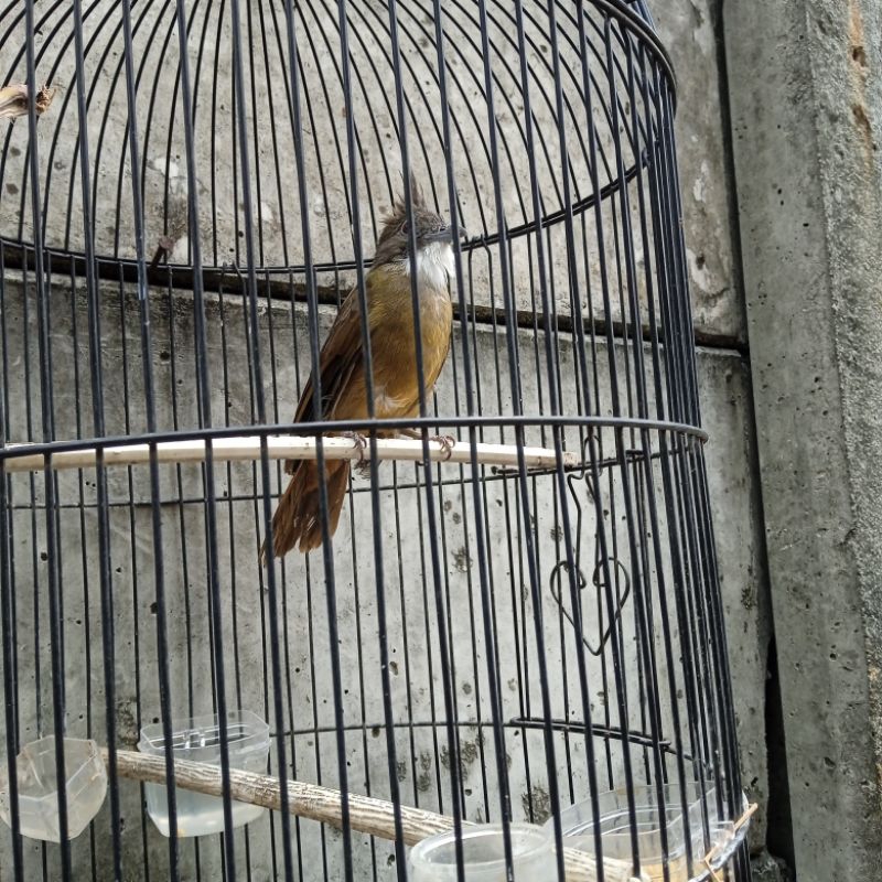 Jual burung cak jenggot medan rajin bunyi | Shopee Indonesia