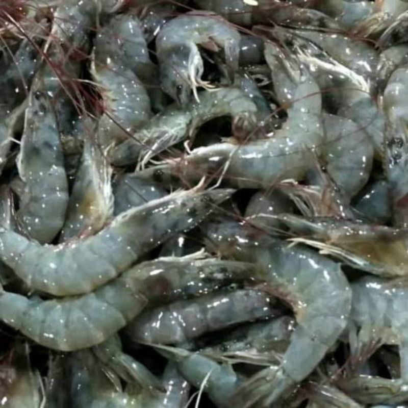 Jual Udang laut fresh 1kg | Shopee Indonesia
