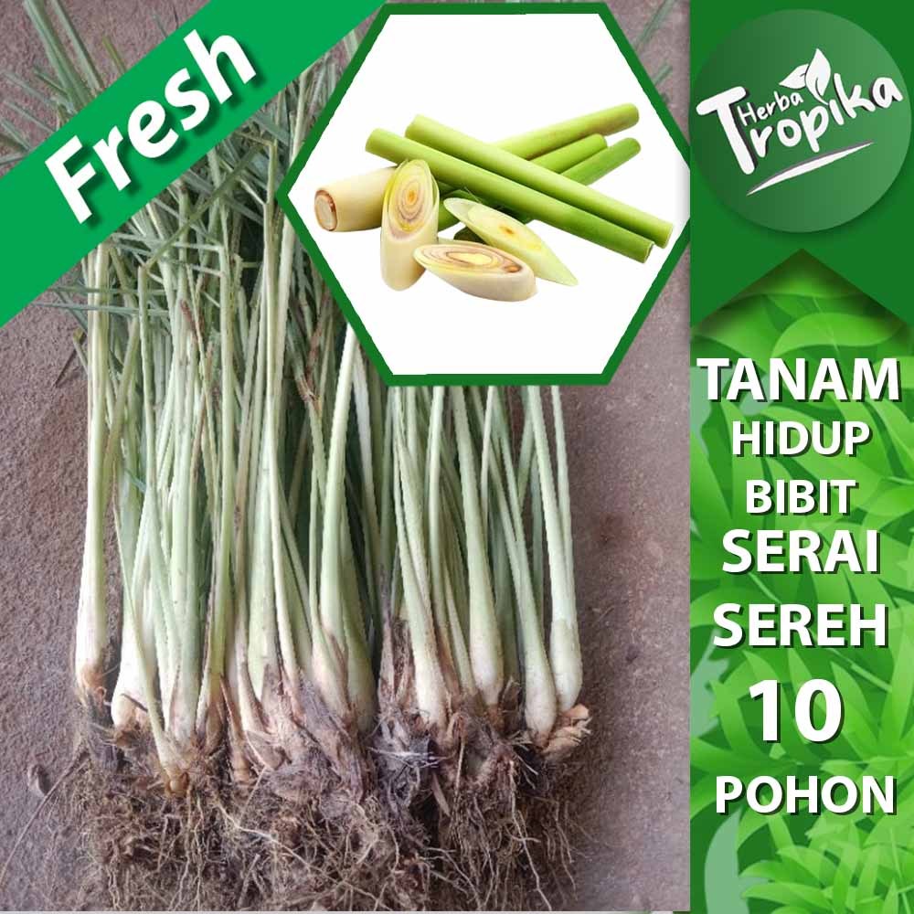 Jual Bibit Sereh Serai Sayur isi 10 Bibit Sudah berakar toko herba ...