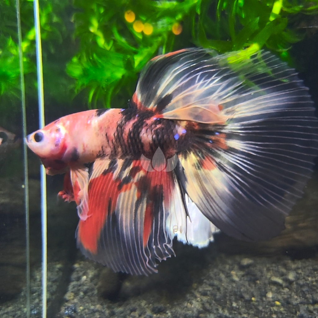 Jual Ikan Hias Cupang Giant Halfmoon Koi Male Jantan Cupang Oranye Oren ...