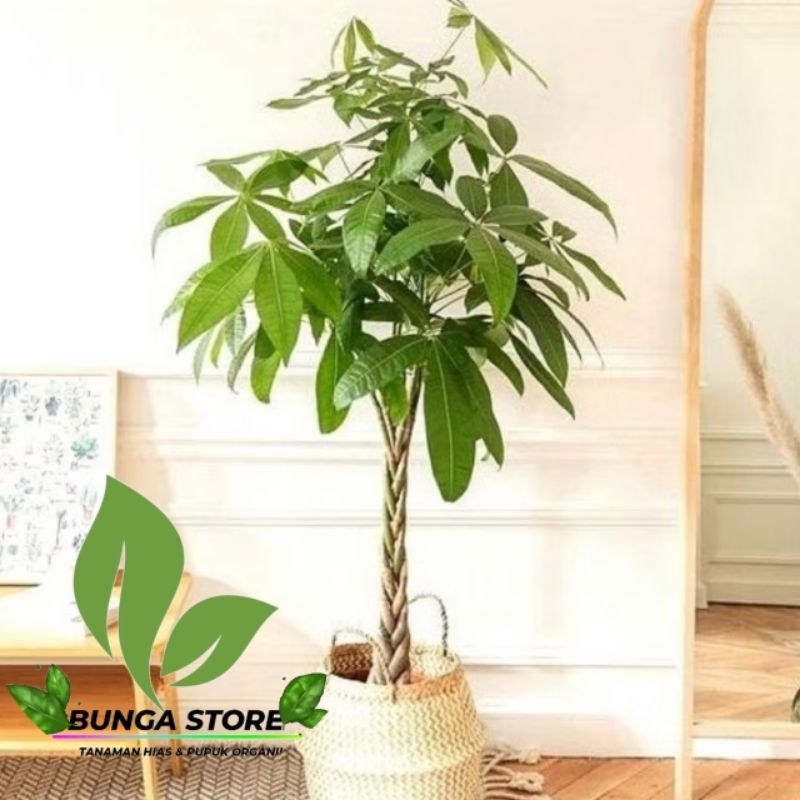 Jual ( BISA COD ) Tanaman Hias Indoor Pacira Kepang 3-6-9 / Tanaman ...