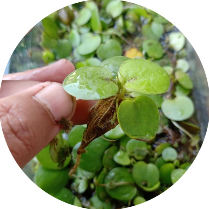 Jual paket usaha 1kg tanaman air Amazon frogbit, mata lele, azola merah ...